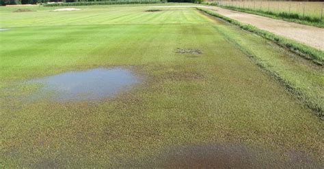 Turfgrass Disease Updates For Golf Courses Brown Patch Pythium And