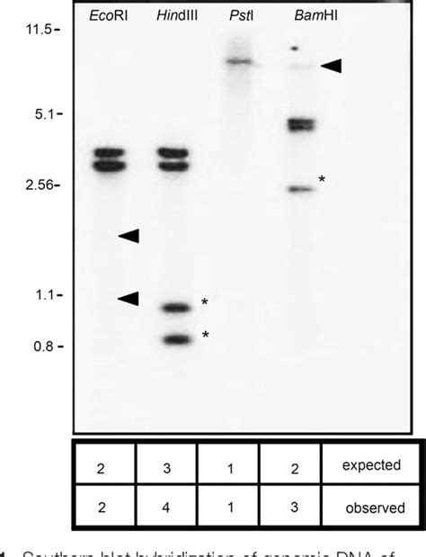 Figure 1 From Evidence For Functional Heterogeneity Of Sieve Element