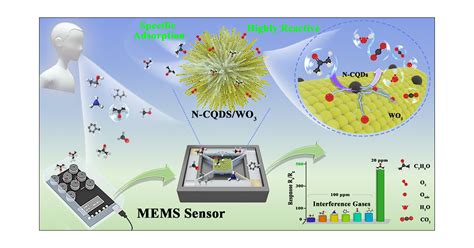 Nitrogen Doped Carbon Quantum Dots Activated Dandelion Like