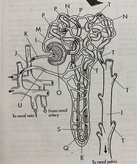 Nephron Labeling Diagram Quizlet