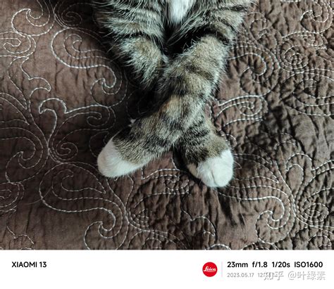 猫真的会被打服吗 知乎
