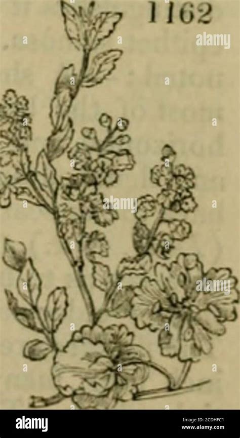 Arboretum Et Fruticetum Britannicum Or The Trees And Shrubs Of