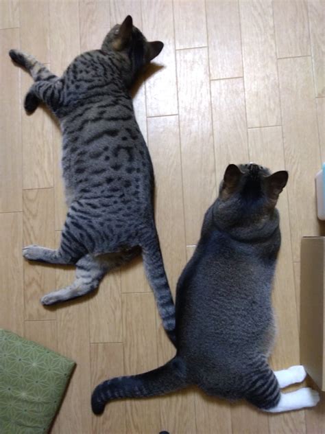 大阪府北部地震26｜たにむら