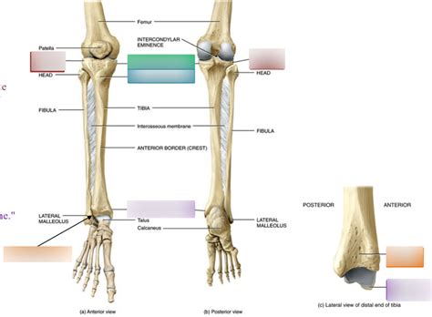 Chapter 8 Tibia Diagram Quizlet