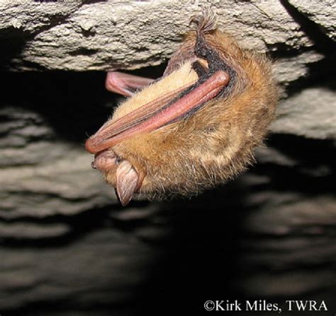Tri Colored Bat Tennessee Wildlife Resources Agency