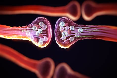 Synapse Detailed Anatomy Stock Illustration Download