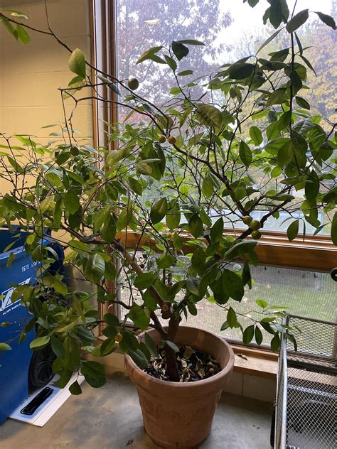 Identification Help Rcitrus