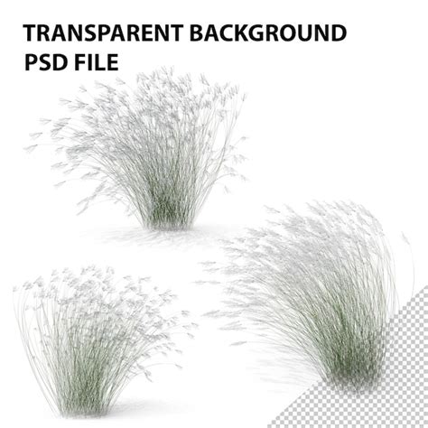 Premium Psd Stipa Grass Png
