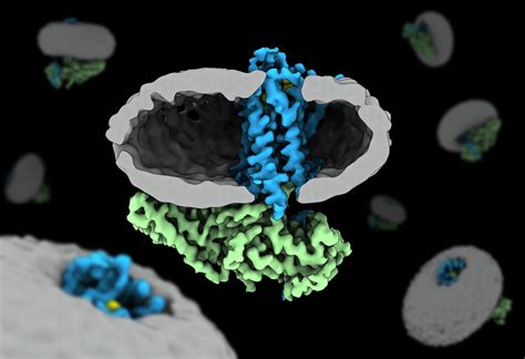 High Resolution Structure Of A Gpcr Arrestin Complex Mrc Laboratory