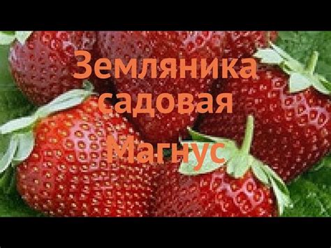 Клубника Магнус Описание Сорта Фото – Telegraph