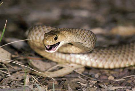 When The Snake Bites Try Ointment Science AAAS
