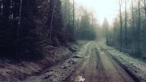 Misty Forest Dirt Road Wallpaper Nature And Landscape Wallpaper Better