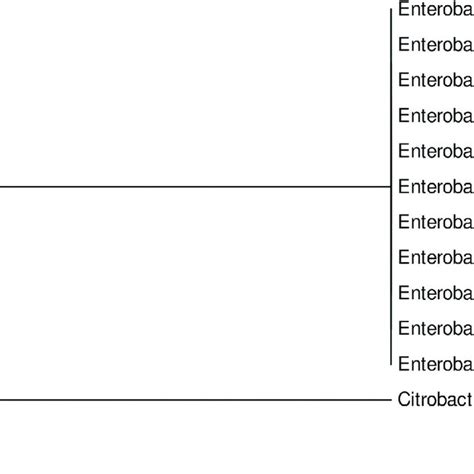 Phylogenetic Tree Of Enterobacter Cloacae Znp 4 Using 16s Rrna Gene Download Scientific Diagram