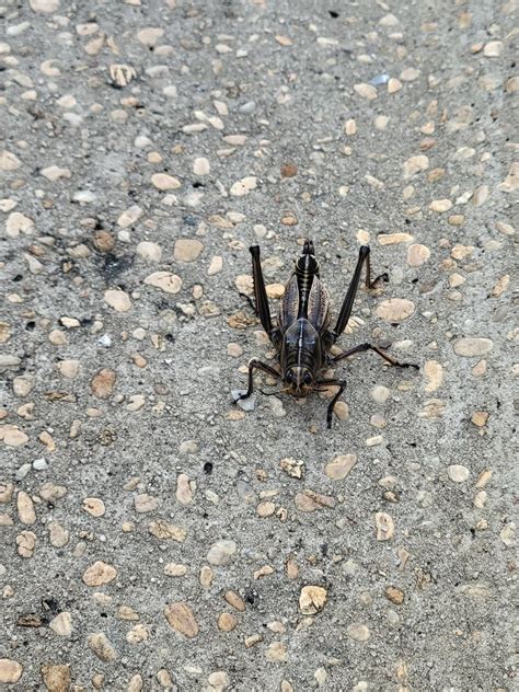 Locust Northwest Florida Rwhatsthisbug