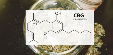 Cannabigerol And Your Brain 3 Major Ways Cbg Supports Cognition