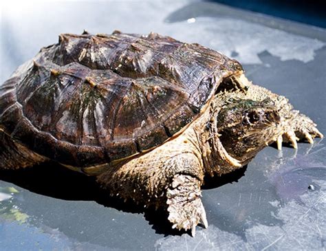 Snapping Turtle Life Expectancy