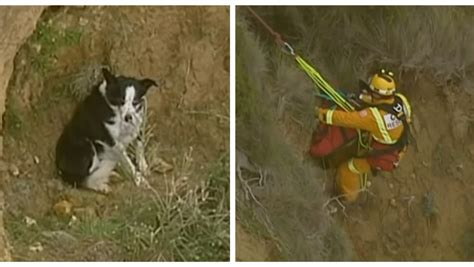 Stranded Dog Centre Of Rescue Operation After Getting Stuck On
