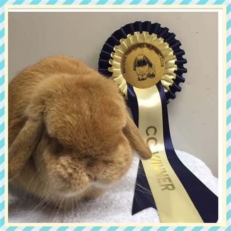 Mini Lops Mini Lops Scotland