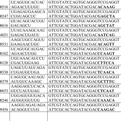 Stem Loop Rt Qpcr Primers Mir Id Mirbase Acc N° Sequence Rt Primer Download Scientific Diagram