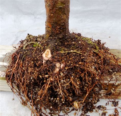 Chinese Elm Repotting Key Bonsai Practice Bonsai South