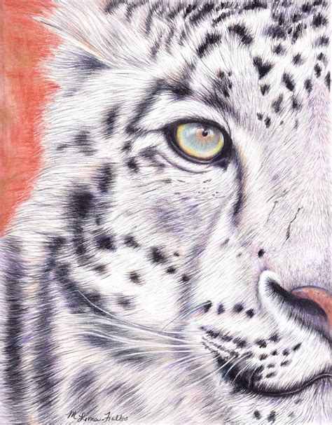 Ts Of Creation Artist Blog Snow Leopard Entry For Colored Pencil