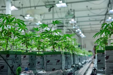 Growing Weed With Hydroponics In Thailand