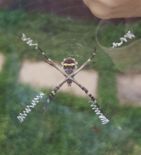 Is It A Nope Spider Rwhatsthisbug