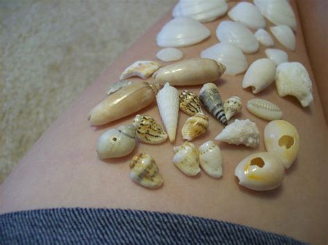 Tiny Shells By Wakeupdaisy On Deviantart