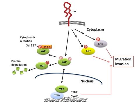 Cells Free Full Text Cd44 Promotes Migration And Invasion Of