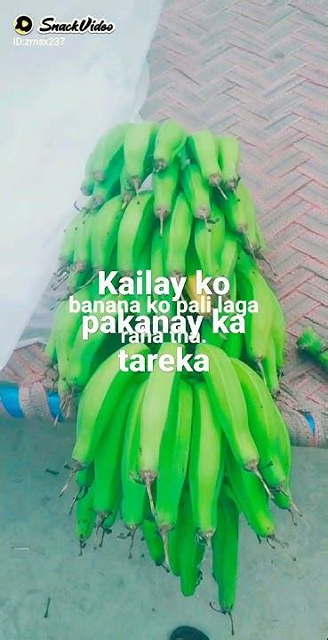 کیلے کو پالی پکانا لگانا ۔ Youtube