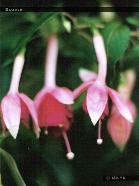 Blober - FuchsiaFinder