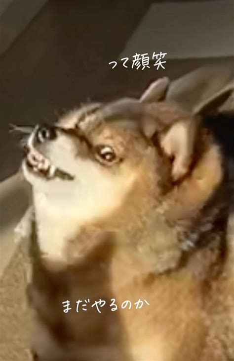 遊んでほしい柴犬とスルーしまくる柴犬がまるでコント 「怪獣みたいでかわいい」「観ていて吹き出したw」と爆笑の声 ねとらぼ ねとらぼ