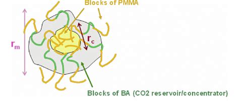 Scheme Of The Mam Core Shell Structure Showing Pba And Pmma Crowns