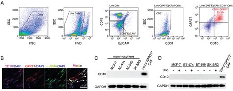Cd10 Expression In Cafs A Representative Flow Cytometry Plot Of