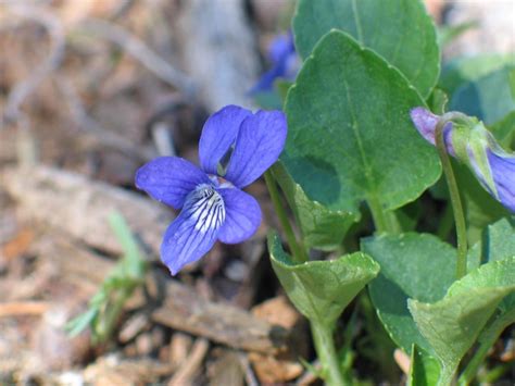 Viola Adunca Ecorestore Portal