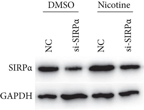 Nicotine Attenuates The Phagocytic Ability Of Macrophages By Increasing