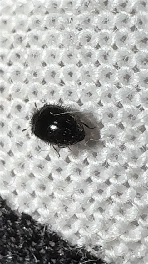 Tiny Black Shiny Bug Found On My Pillow Rwhatsthisbug