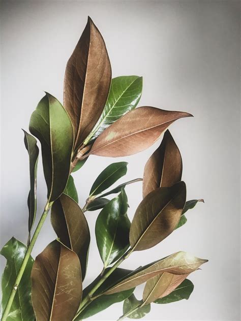 Magnolias Artofit