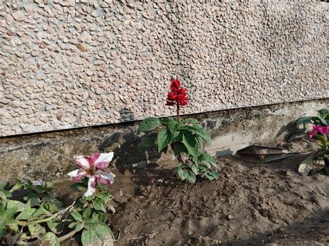 IQOO G Review Pros And Cons Verdict Mobiles