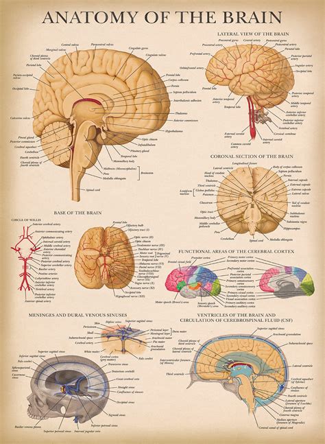 Human Brain Diagram Cerebrum