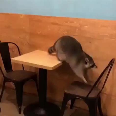 Derpy Trash Panda Rtrashpandas