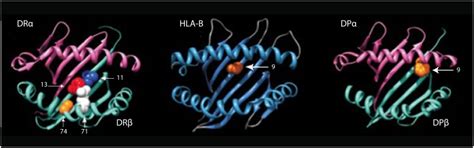 Hla Association With Autoimmune Diseases Autoimmunity Ncbi Bookshelf