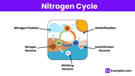Nitrogen Cycle Definition Types Importance Stages FAQS