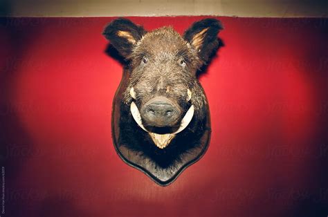 Stuffed Wild Boar Hanging Up On A Red Wall By Stocksy Contributor
