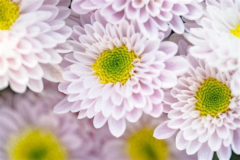 排牙山下菊花展图片浏览 排牙山下菊花展图片下载 酷吧图库