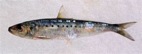 Pacific Sardine Mexican
