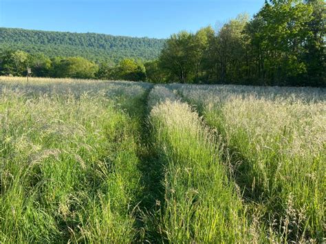 Geopsych Late Spring Grasses On A Beautiful May Day