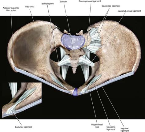 Lacunar Ligament