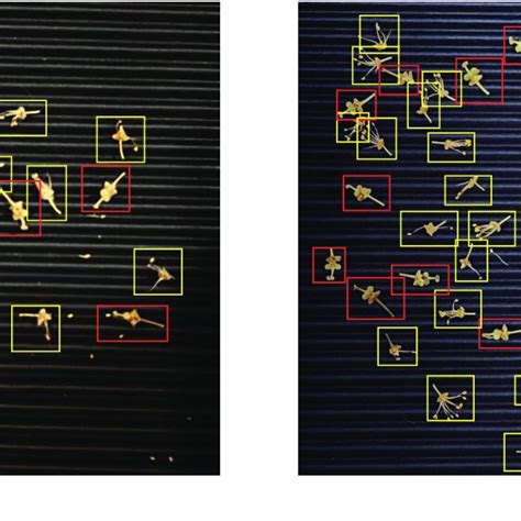 FPGA Porting And Deployment Flow Of The Detection Model Of Male And