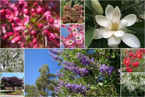 6 Beautiful Pink Flowering Trees In Texas You Will Love